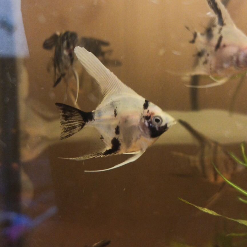 Скалярии молодые