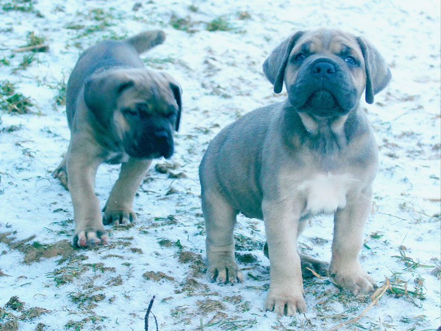 Малыши- форментино