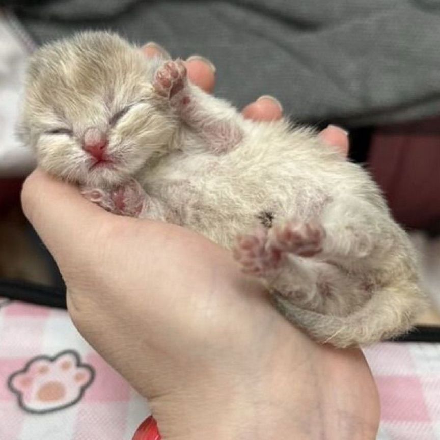 Британский короткошёрстный котёнок