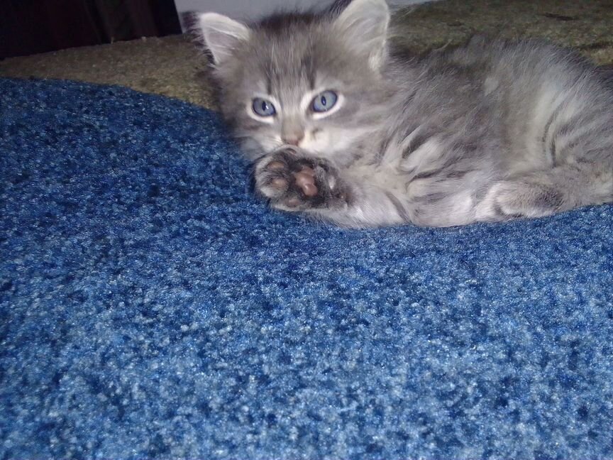 Котёнок