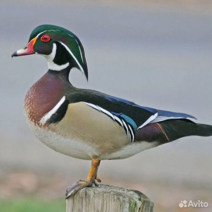 Каролинская утка