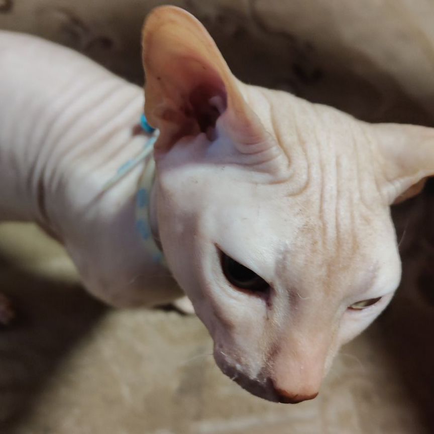 Канадский сфинкс котёнок