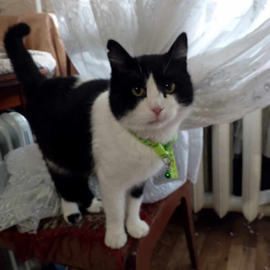 Найдены котики