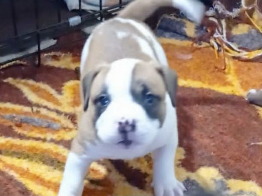 Американский булли