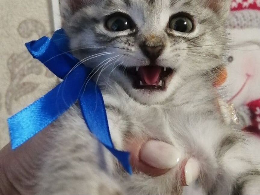 Шотландский котенок мальчик, 1 месяц