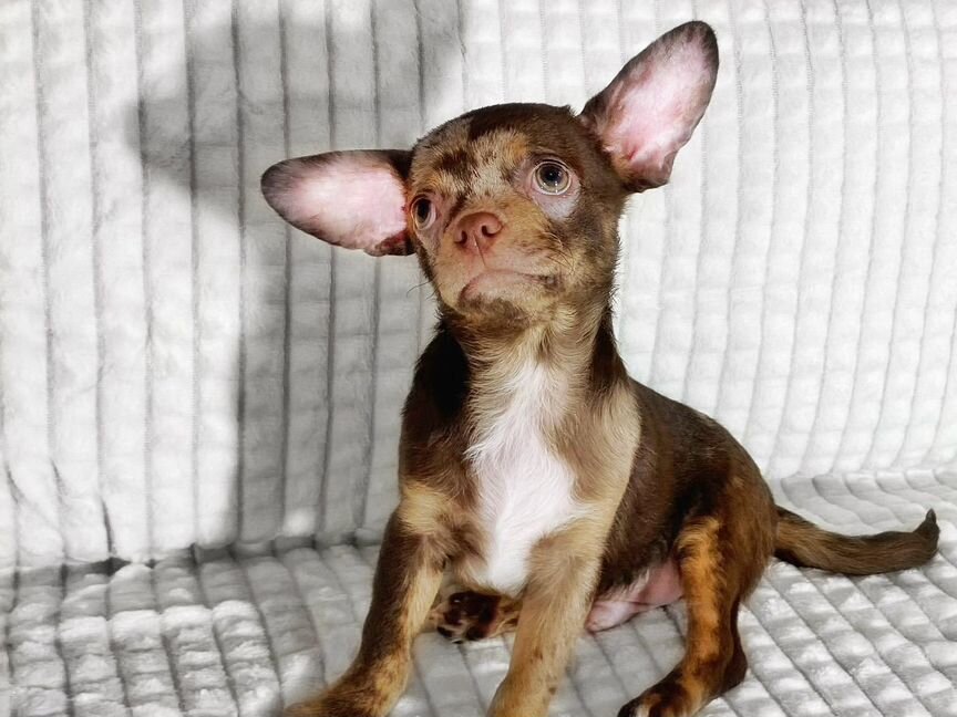 Щенки чихуахуа