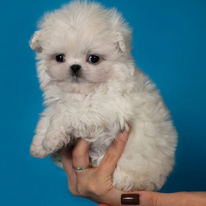 Бишон фризе, щенок