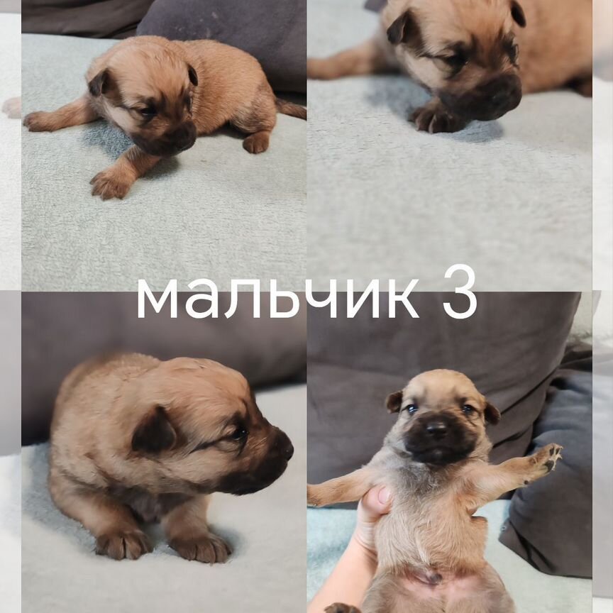 Щенок в добрые руки