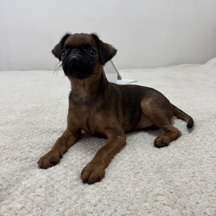 Щенки пти брабансона