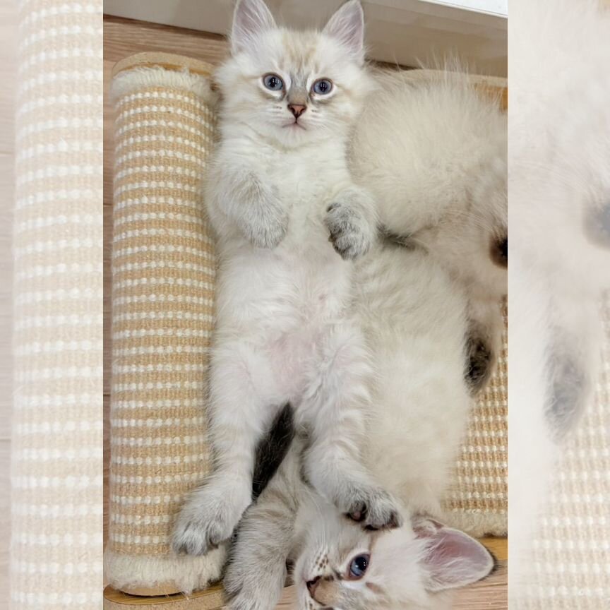 Невский маскарадный котёнок