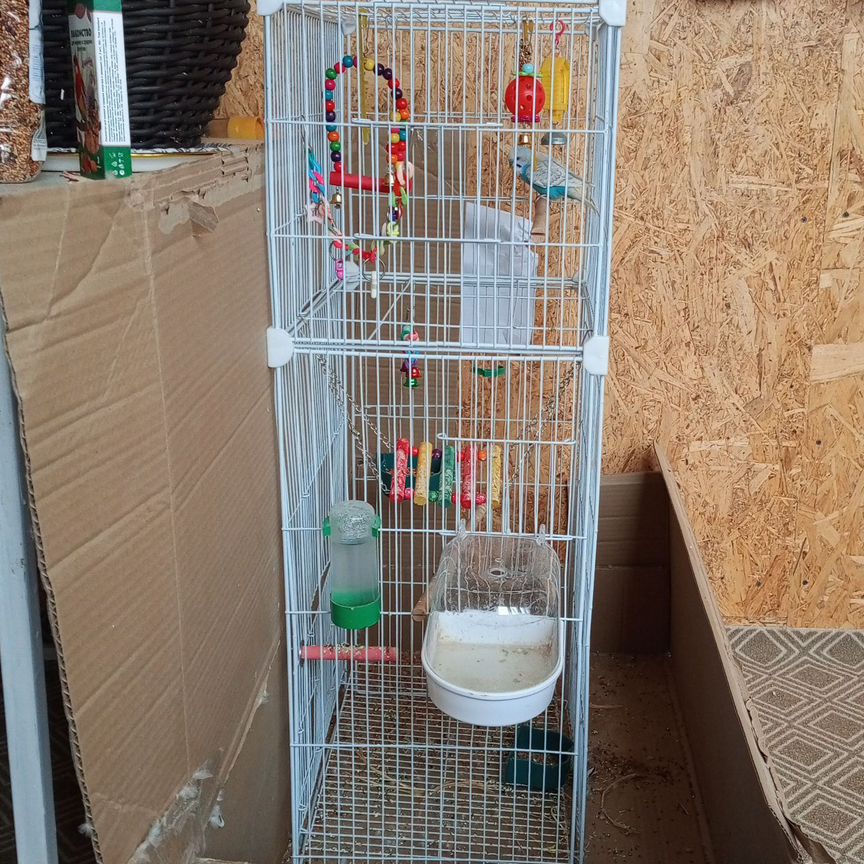 Волнистый попугай