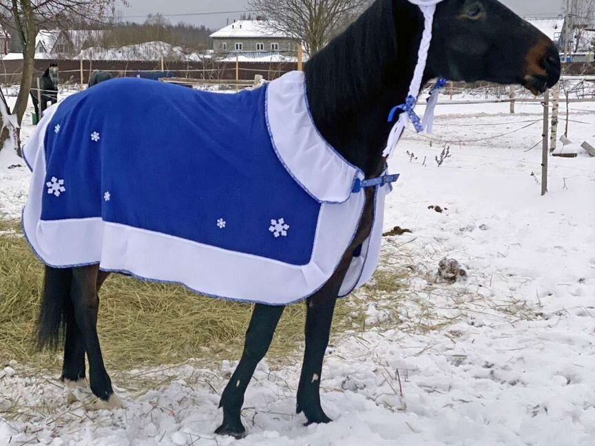 Новогодние попоны