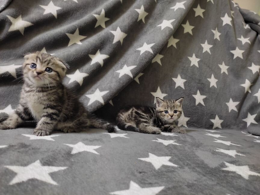 Шотландские котята