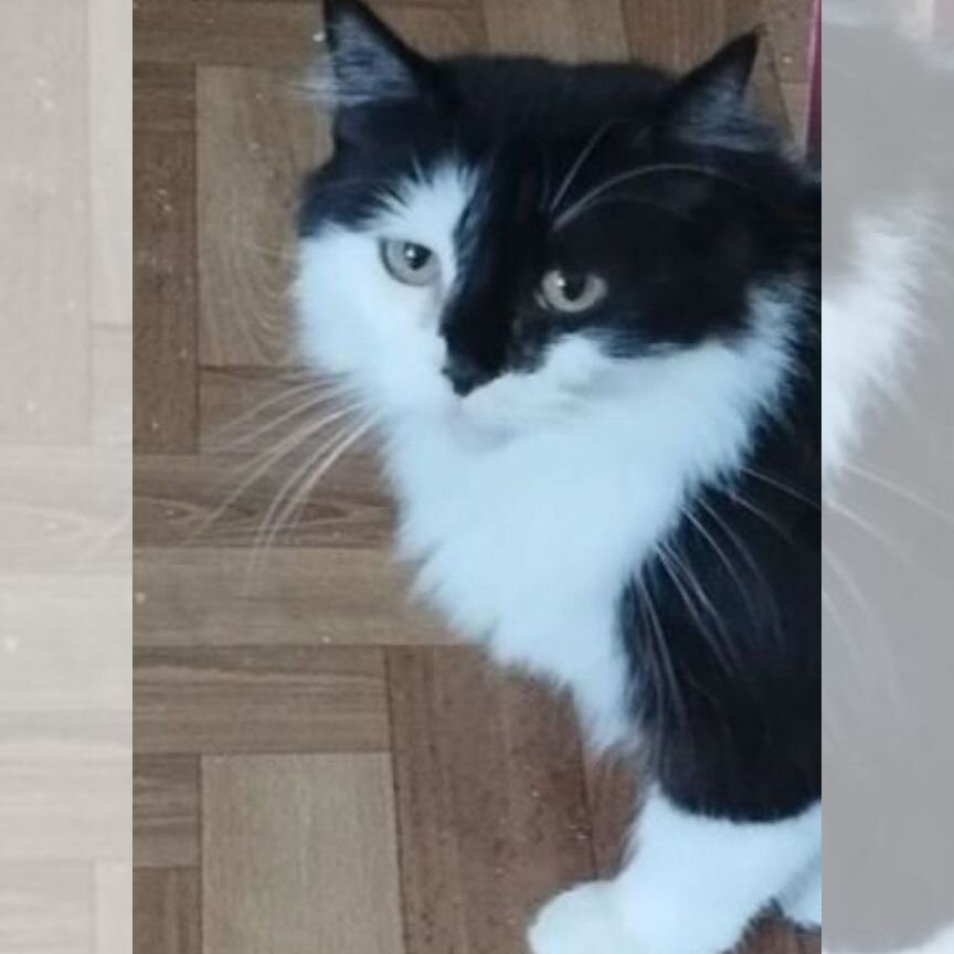 Кошка Черника, 2 года