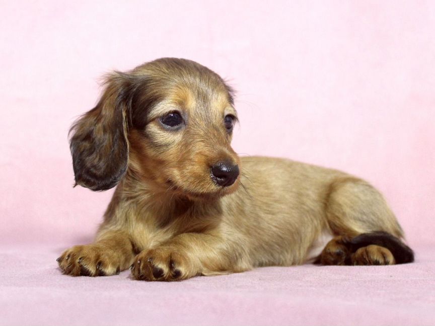 Кроличья такса