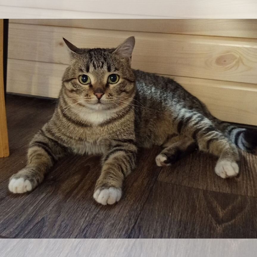 Взрослый кот в добрые руки