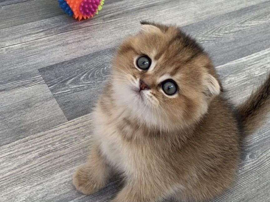 Красивые котята