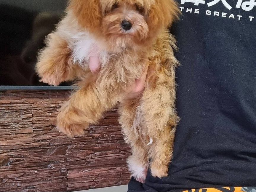 Мальтипу девочки