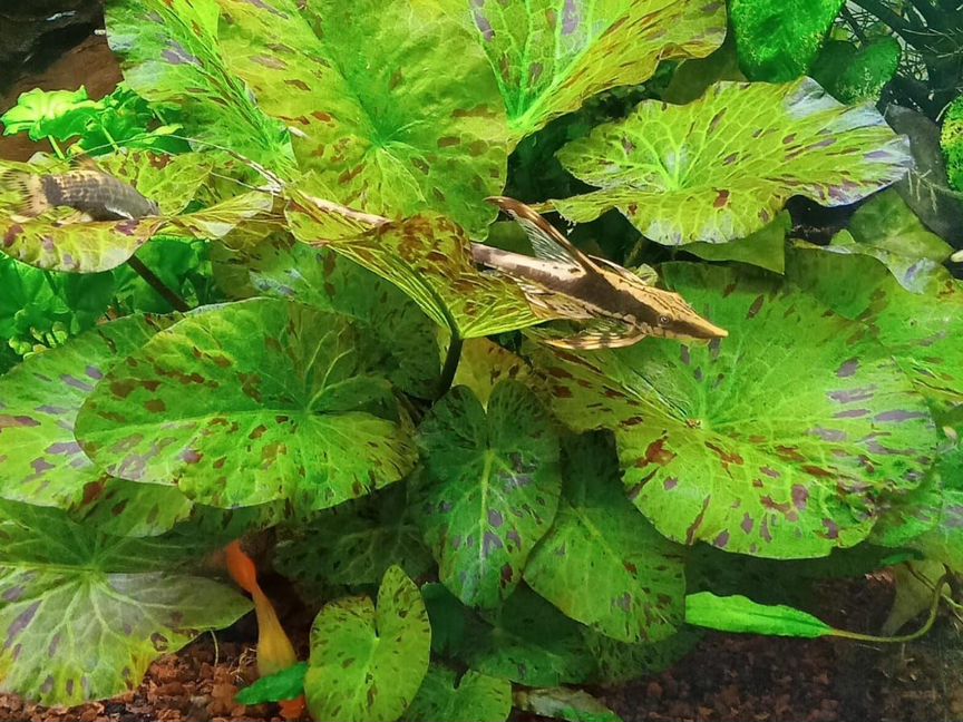 Стурисома панамская