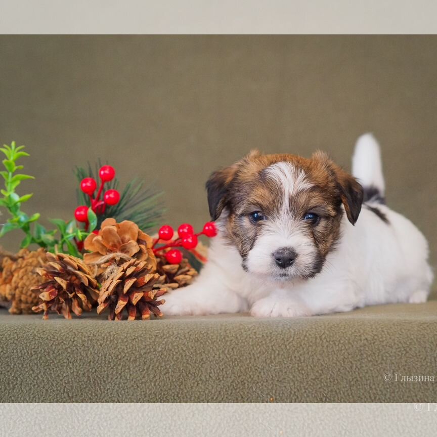 Щенки Джек Рассел терьера жесткошерстные