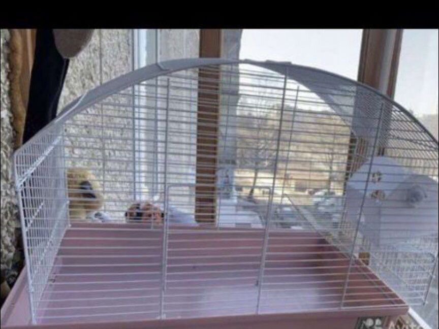 Клетка