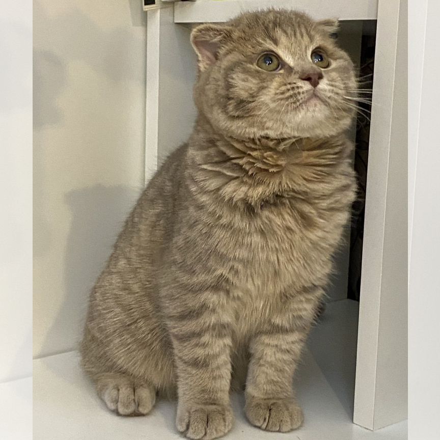 Шотландский вислоухий длинношёрстный котёнок