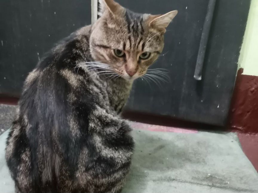 Живет в подъезде ласковый тихий бывшедомашний кот