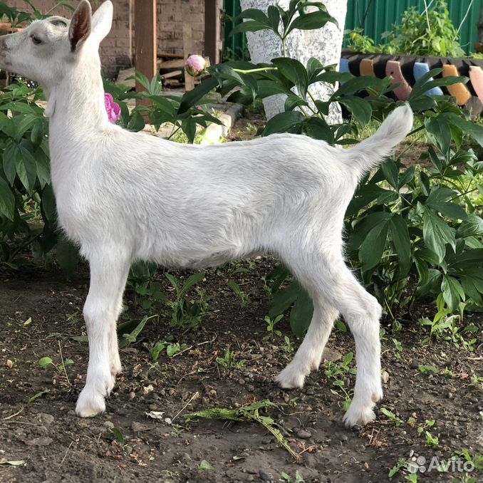 Зааненские козочки племенные