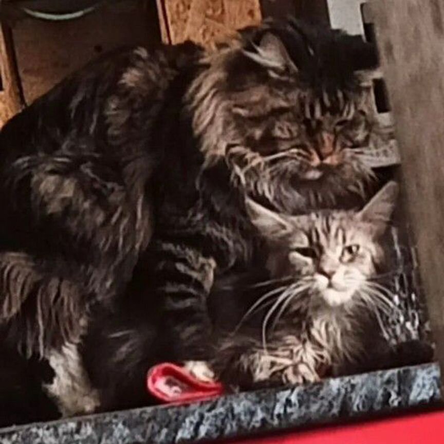 Мейн кун кошка