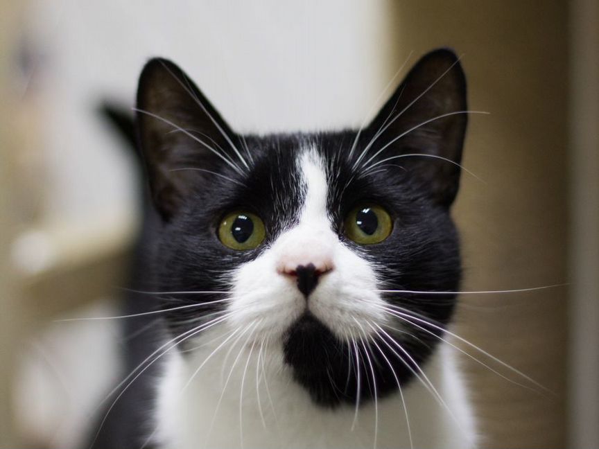 Котик ищет дом