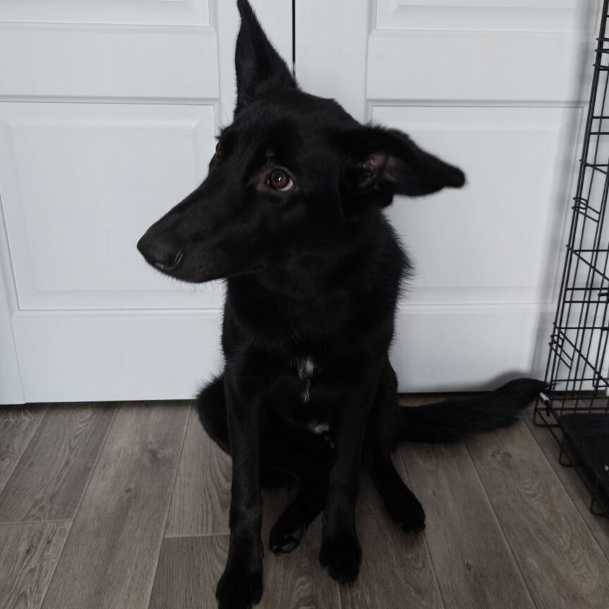 Немецкая овчарка, щенок