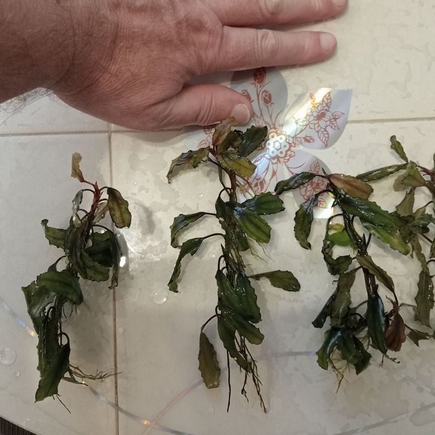 Аквариумные растение