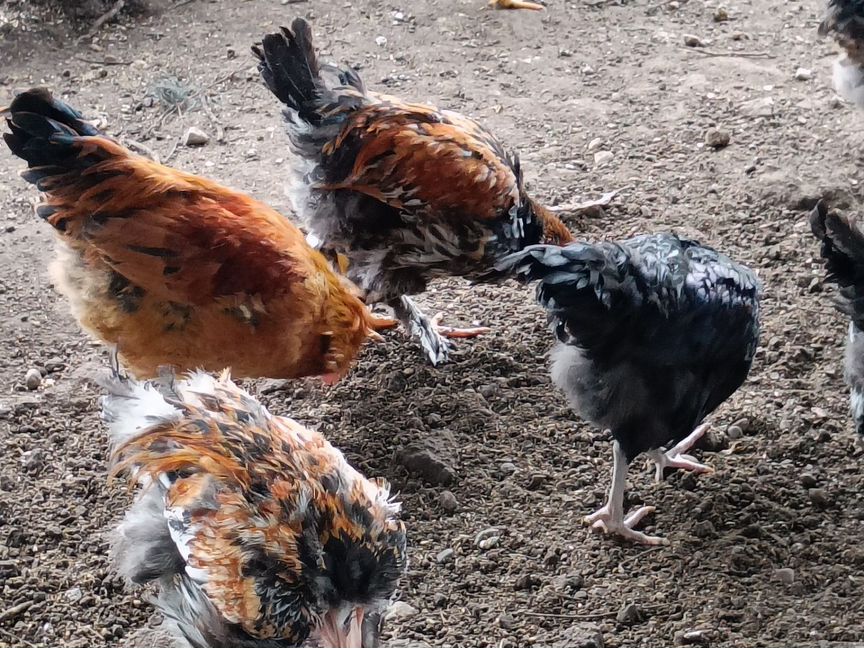 Куры и петушки