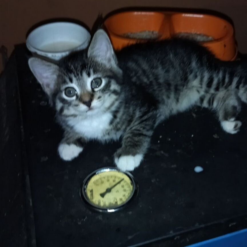 Подарю кошечку два месяца горшок знает