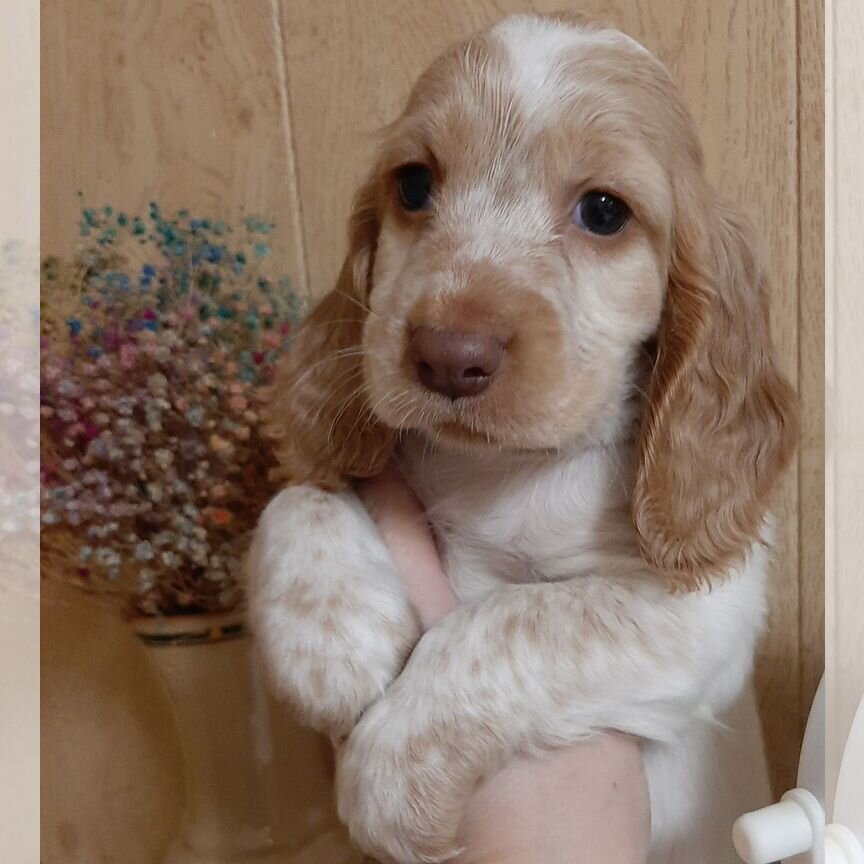 Русский охотничий спаниель, щенок