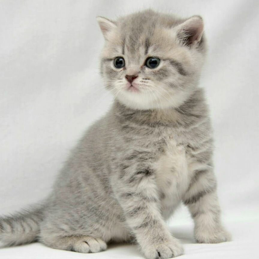 Шотландские котята) окрас табби