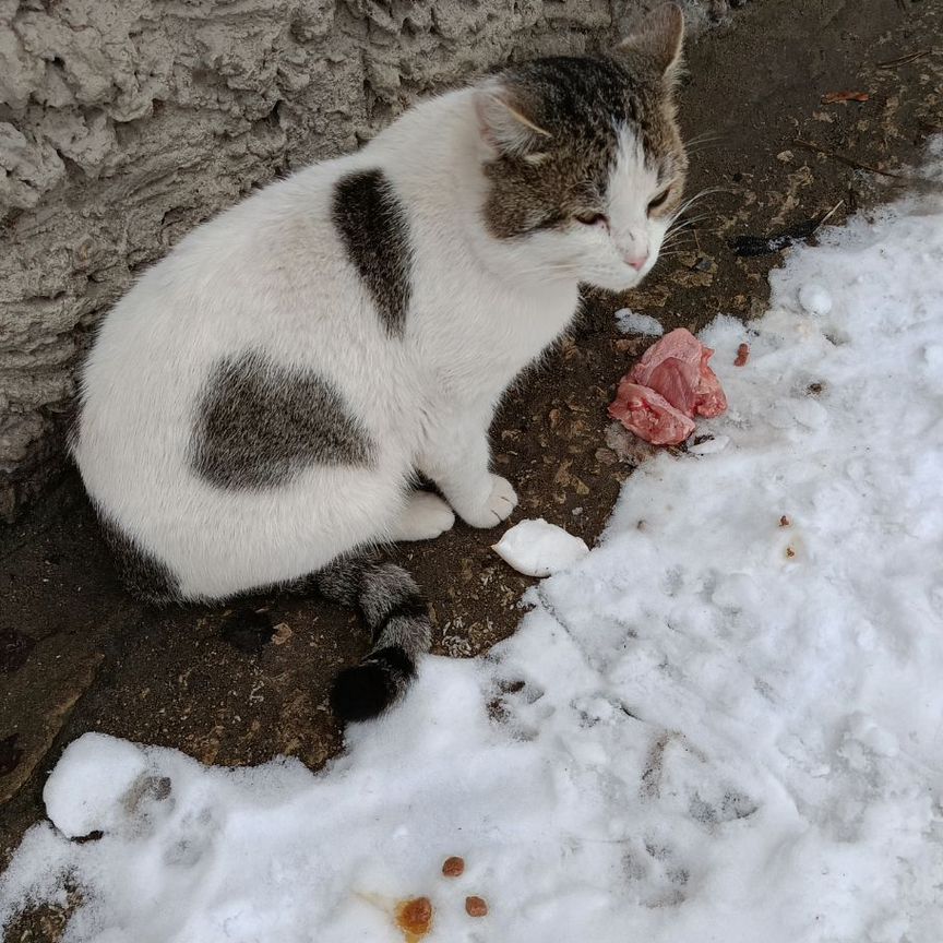 Котик в добрые пуки