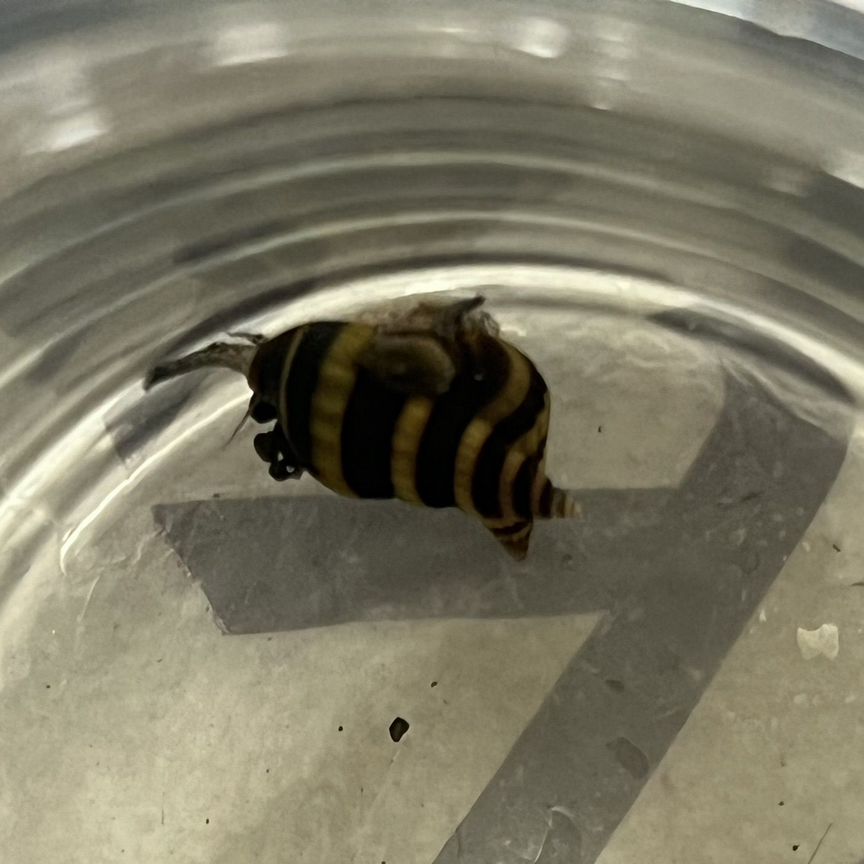 Улитки хелены, наглые толстые