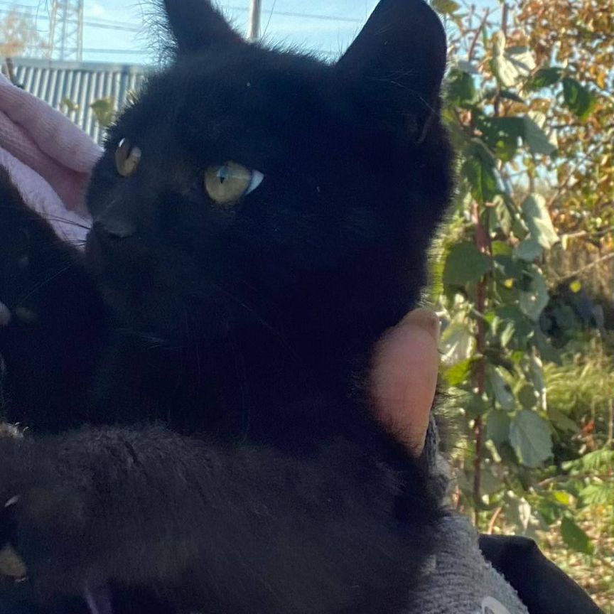 Домашний котенок в добрые руки