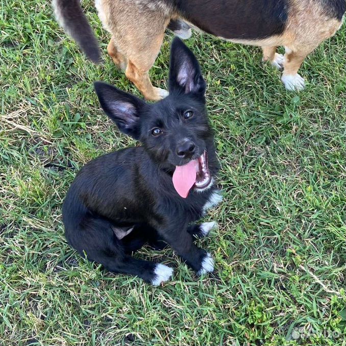 Помесь скотчтерьр небольшая собачка