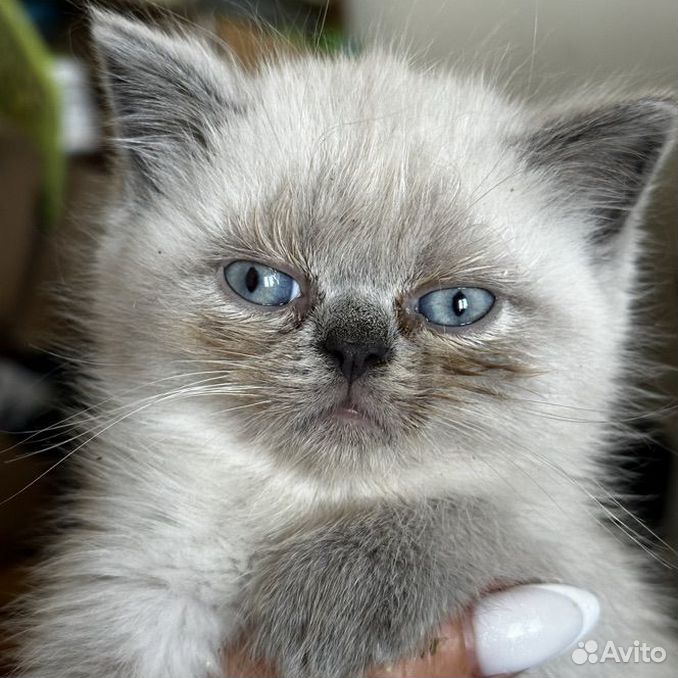 Котик сил -пойнт 1.5 мес. экзот