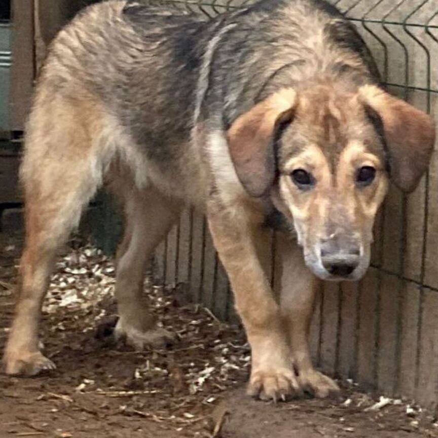 Щенок в добрые руки