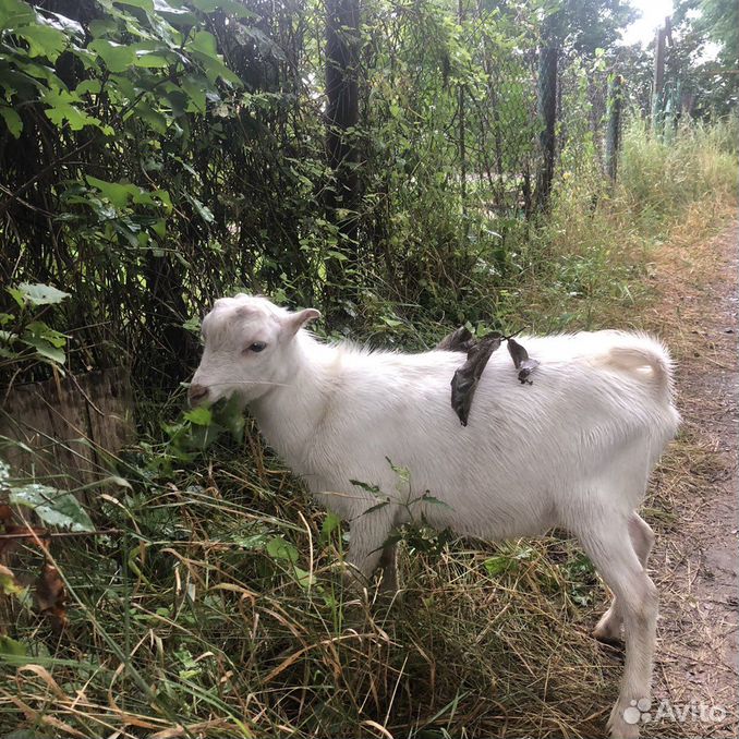 Альпийские козы