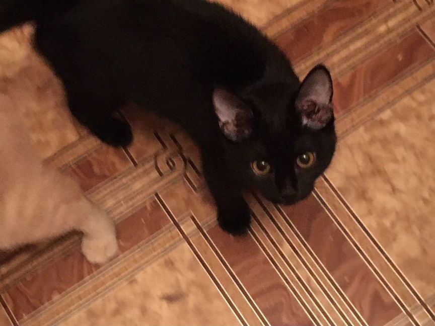 Котенок в семью
