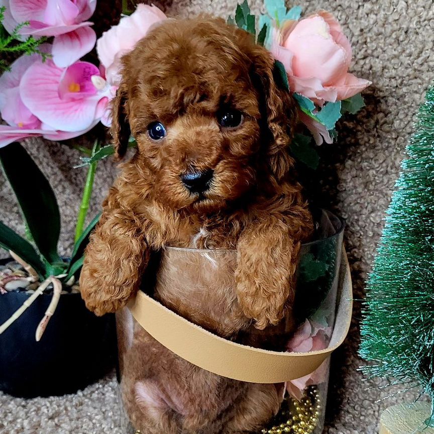 Той-пудель мальчик