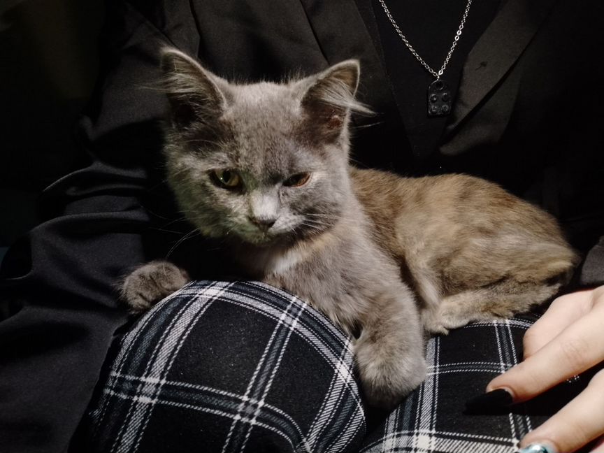 Кошка пародистая