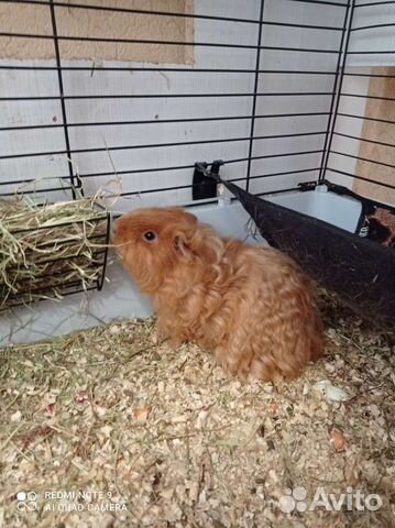 Морская свинка Тексель