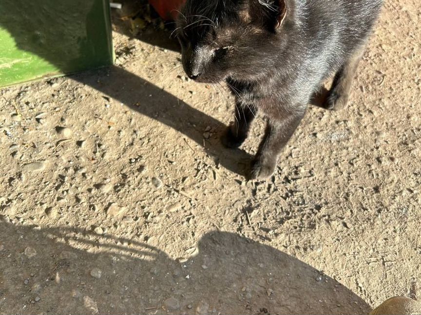 Котик в добрые руки