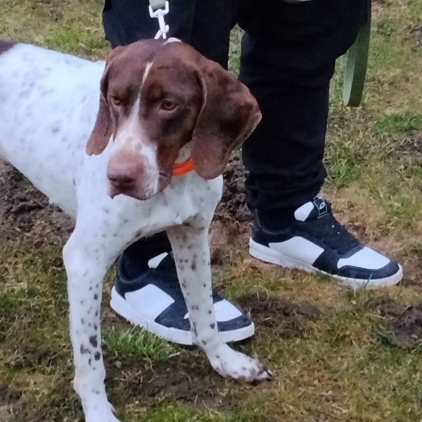 Английский пойнтер, взрослый пёс