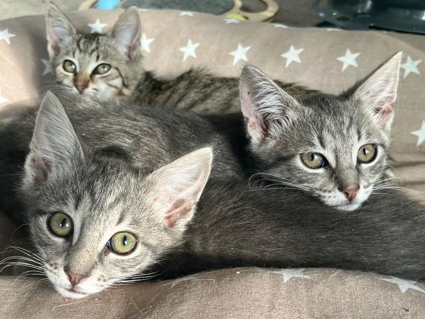 Котёнок 2 месяца